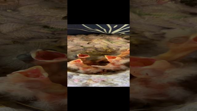 Канарейки 15-08-2024