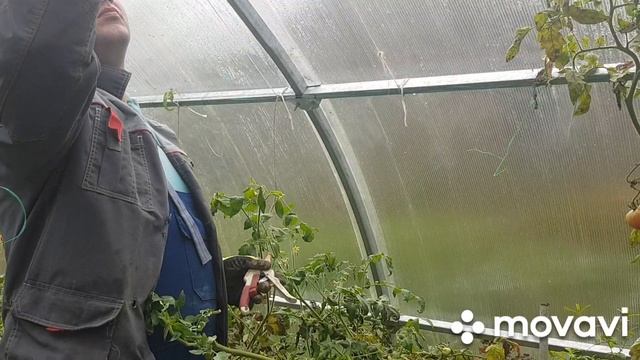 Уборка томатов полностью 02.09