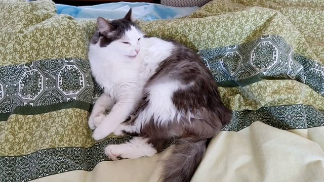 Любит много спать кошечка Муся.