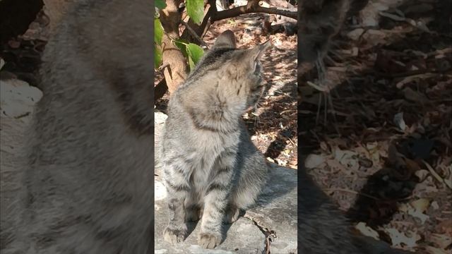 кошечка