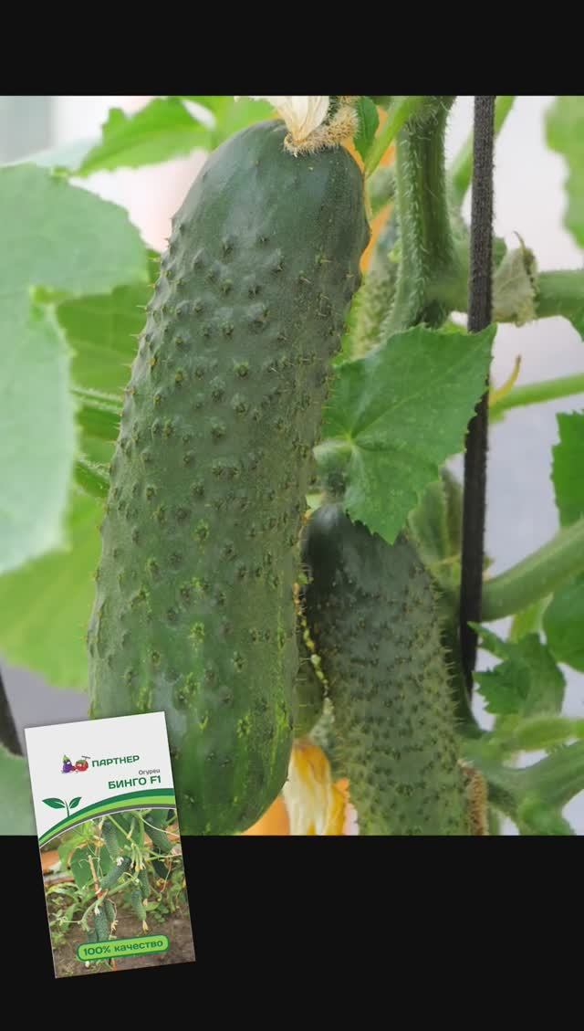 Бинго - уникальный пикульный огурец