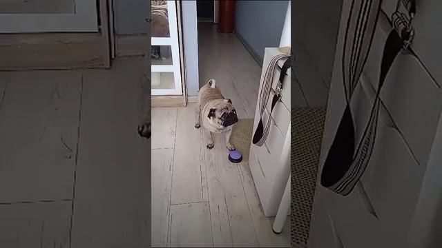 Оливье, учимся работать с кнопкой