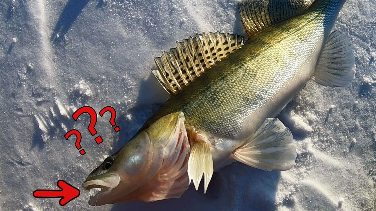 Опять выручил ЭТОТ ВИБ _ Подходы рыбы в эхолот практик 6м.mp4