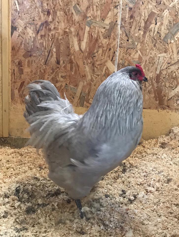 Купил нового петуха! Амераукана.