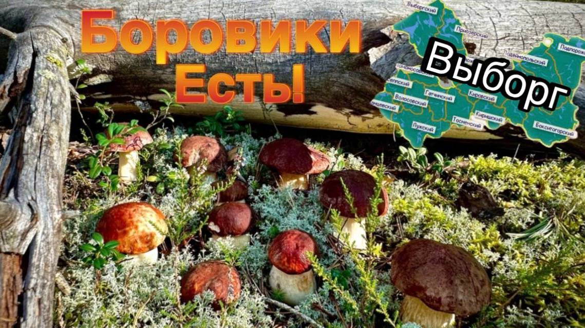 В лесу сухо но Грибов всё ещё много. Боровики. Природа. Красота и отдых.