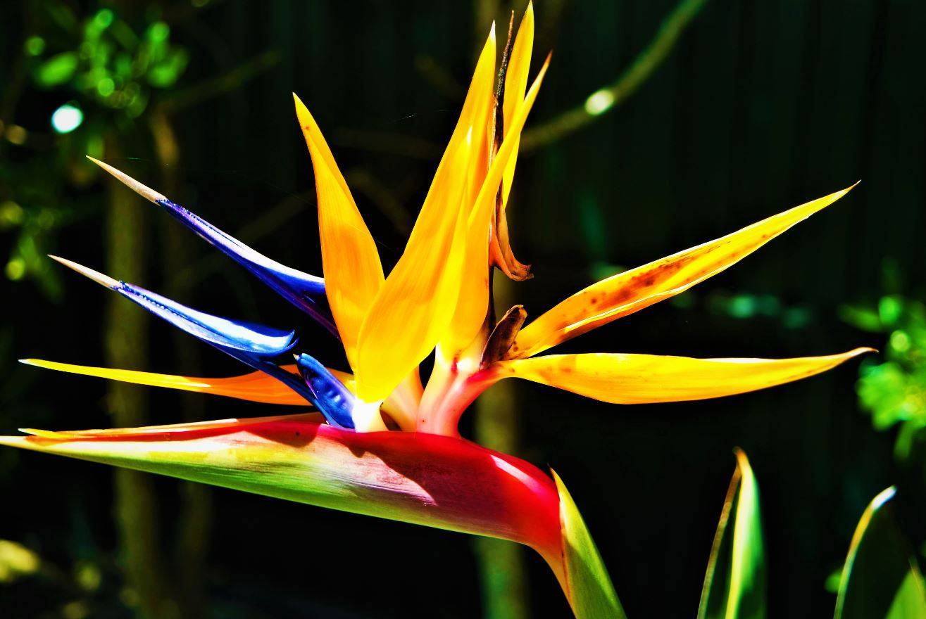 Стрелиция - райская птица РЕЛАКС ТЕРАПИЯ ИМПРОВИЗАЦИЯ композитор Виктор Анохин #music #piano #цветы