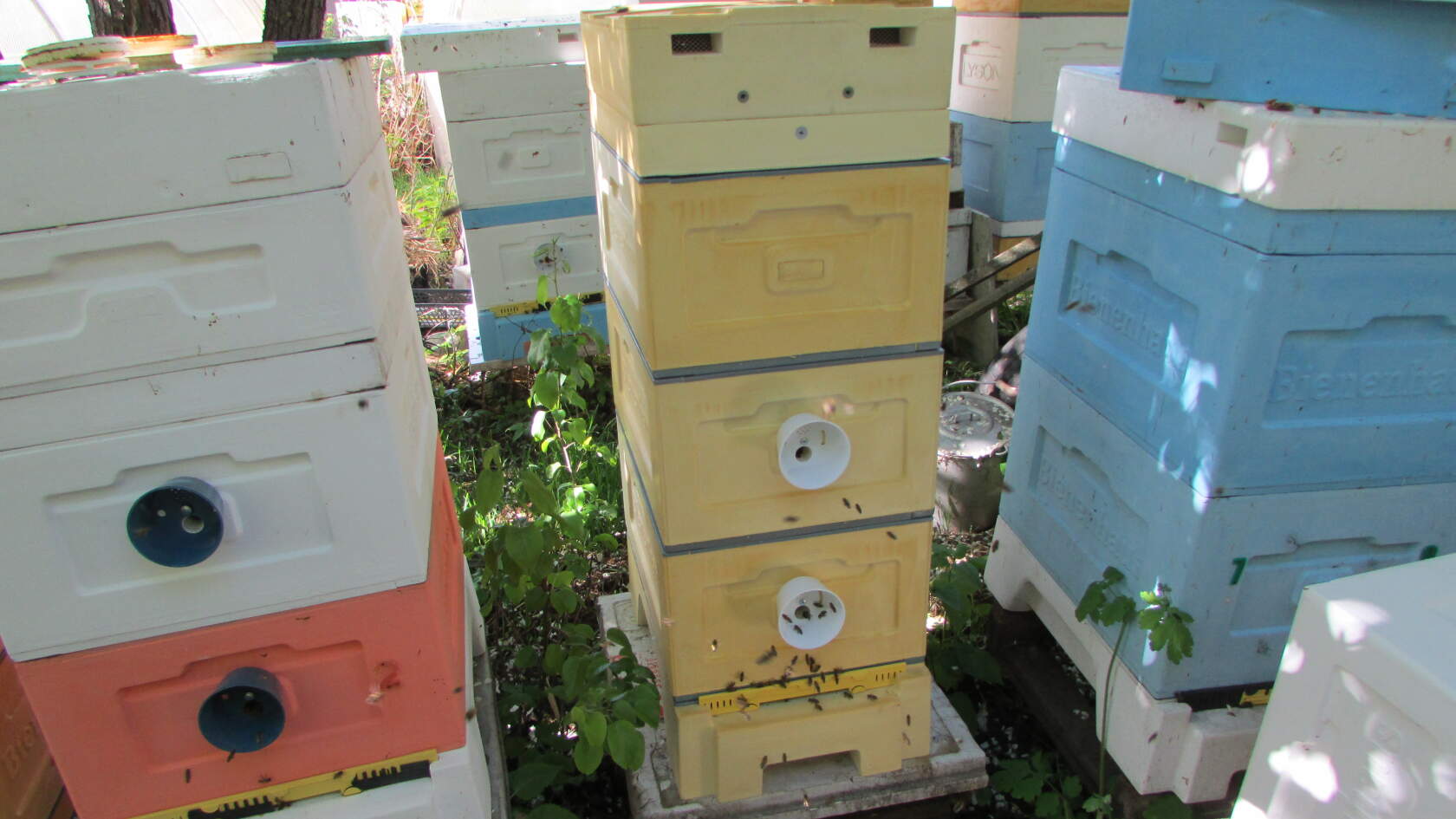 лучшая версия улья Кука от фирмы BienenHaus - 8 рамочный улей на рутовскую рамку, для слабых взятков