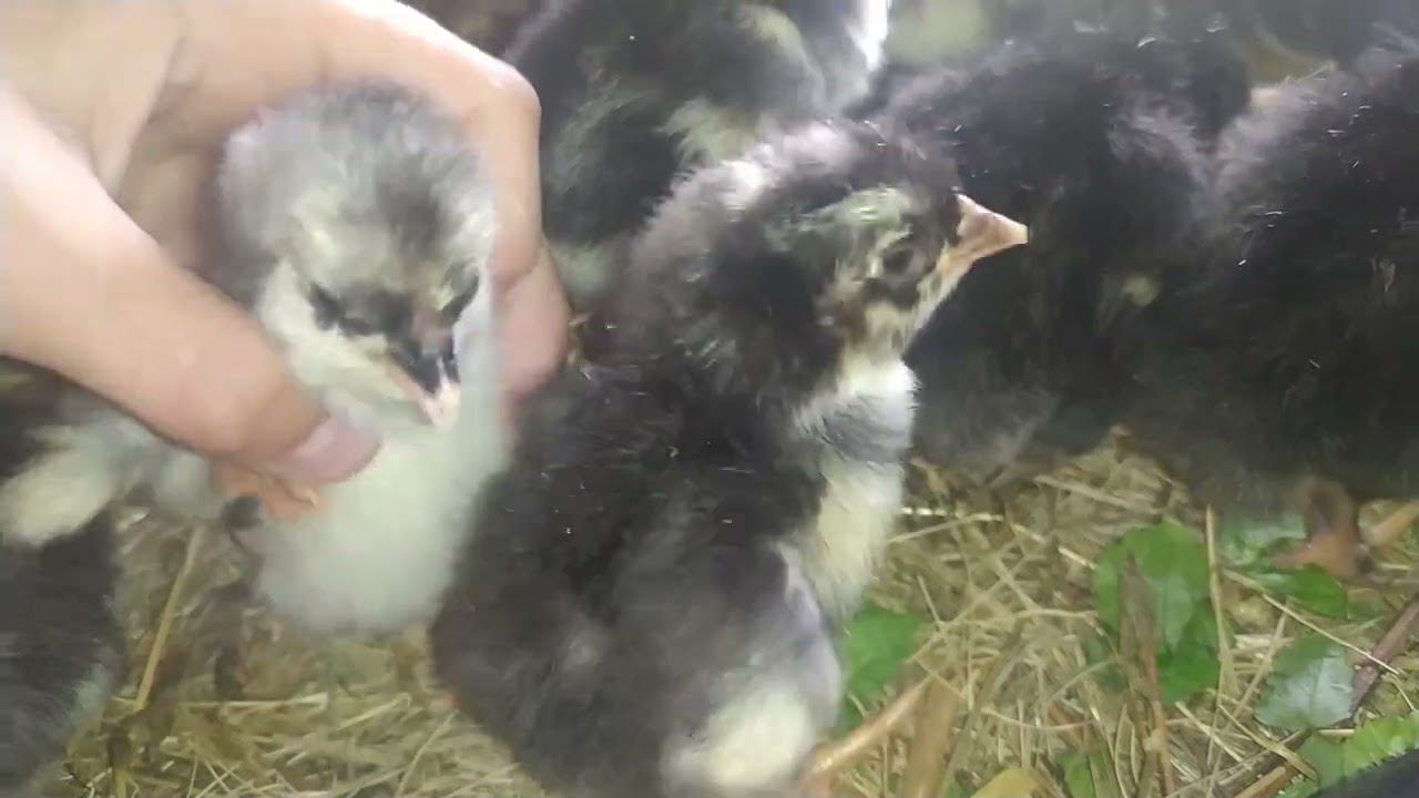 Как выбрать цыплят, утят, гусят, перепелят, индюшат при покупке. Определить просроченные яйца.