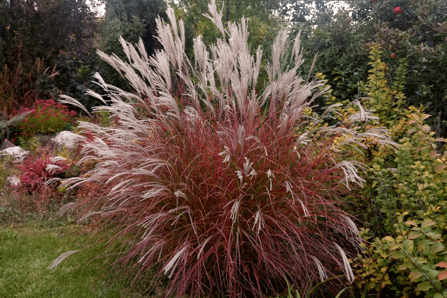 Мискантус китайский "Маленькая мисс" осенью, 5 лет (Miscanthus sinensis "Little Miss")