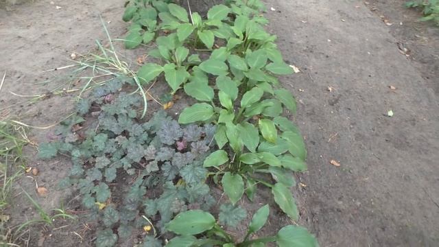 Тенелюбивые растения санатория  Советск