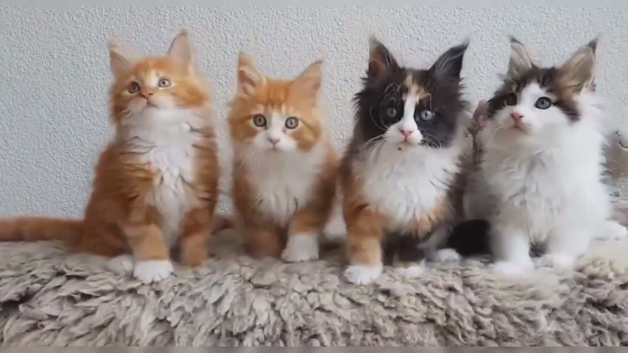 Котята играют- Забавные котики