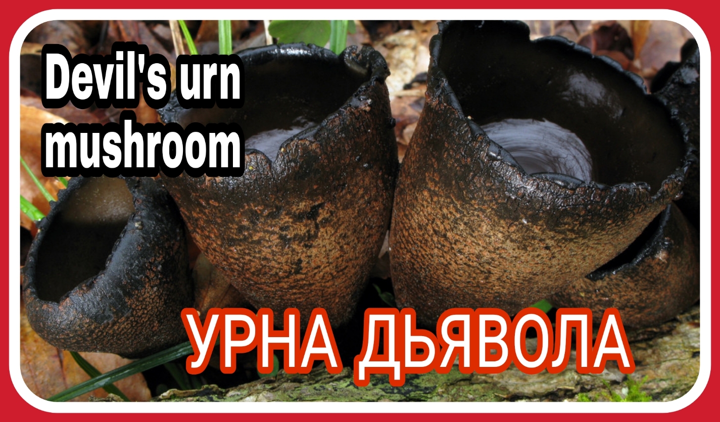 "Урна  Дьявола " или Урнула бокаловидная. Devil's urn mushroom. . Urnula craterium.Лесные грибы.