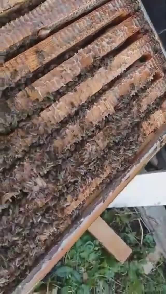 25.10.2021 на улице +1 хорошая сильная семья снял магазин под Рутовскую рамку пчёлам не понравилось