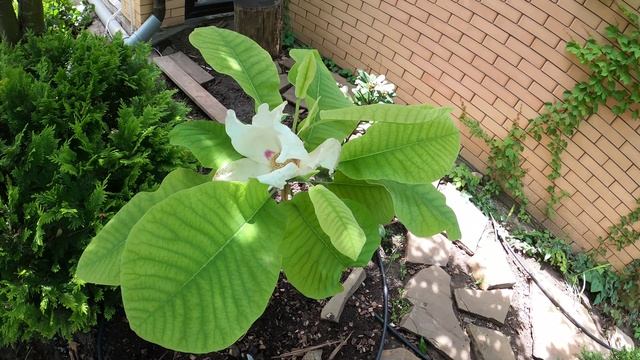 Магнолия Эша (Magnolia ashei)