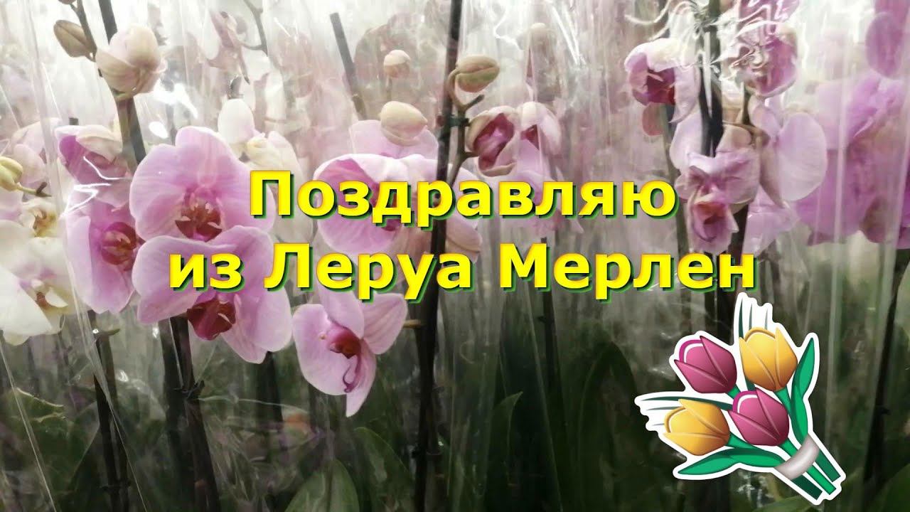 Поздравляю с 8-м марта. Орхидеи и другие цветы в магазине Леруа Мерлен перед праздником.