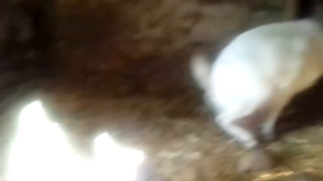 Козы,выпал снег