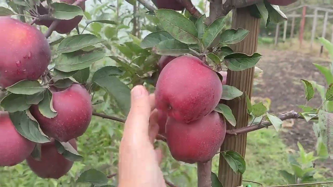 Яблоня Джеромини