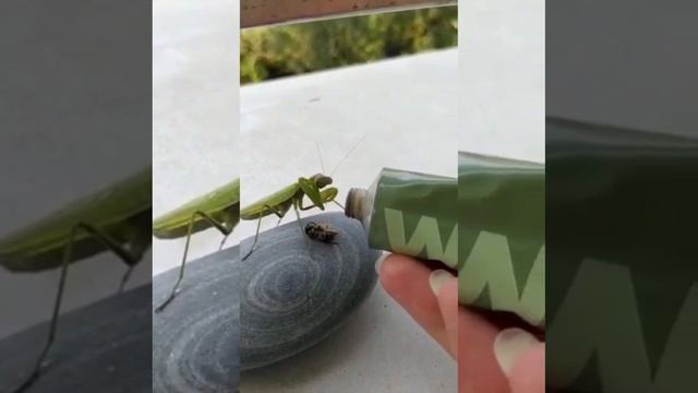 гель при восстановление хрящевой ткани остеохандрозе боли позвоночника тяжести ног варикозе травмах