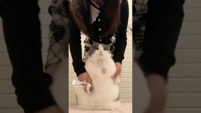 Котёнок 2023, танцы, часть № 4?, #shorts