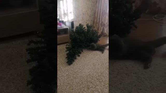 Ну мышка, ну погоди. Смешные котики.