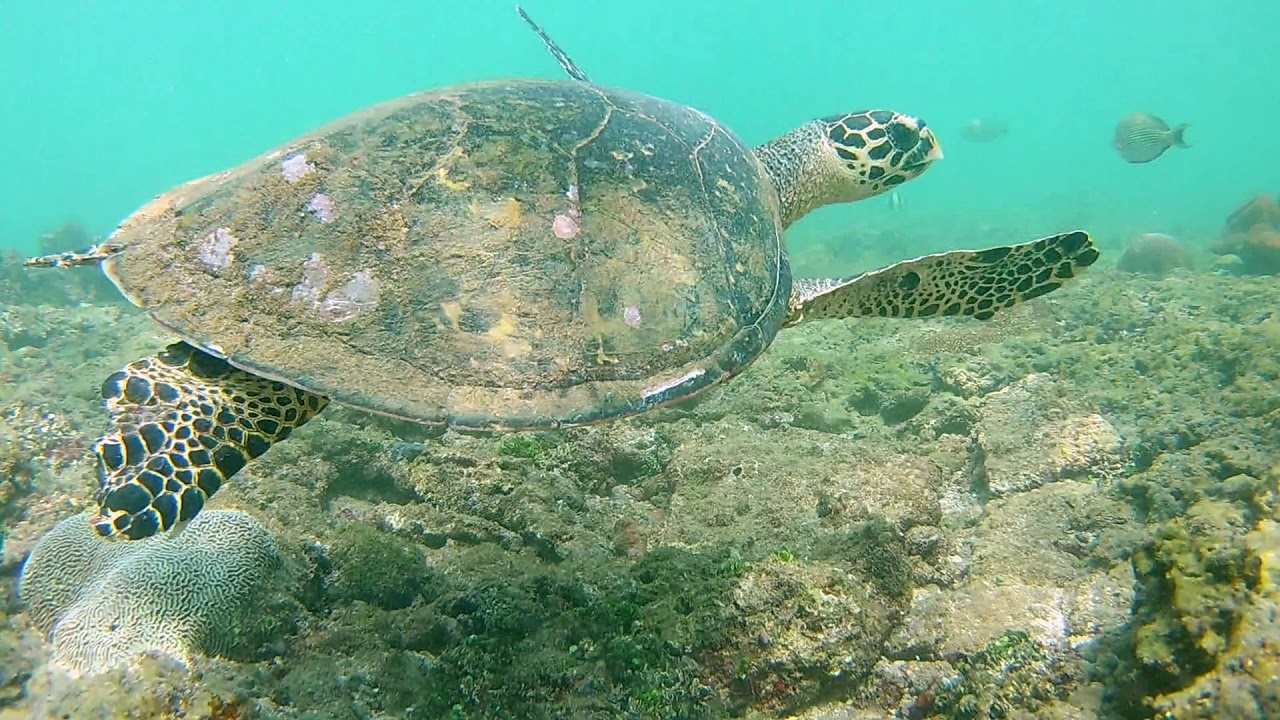 Черепашья жизнь на Шри-Ланке.