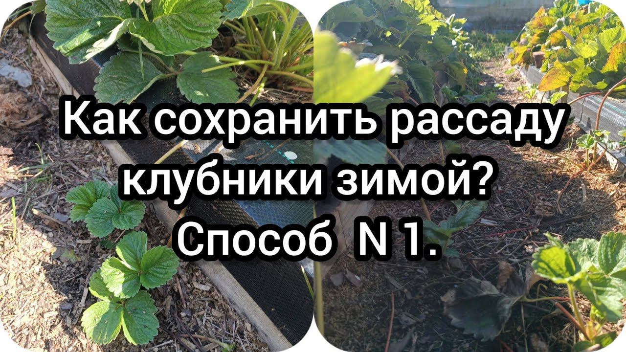 Как сохранить рассаду, саженцы клубники (садовой земляники) зимой?