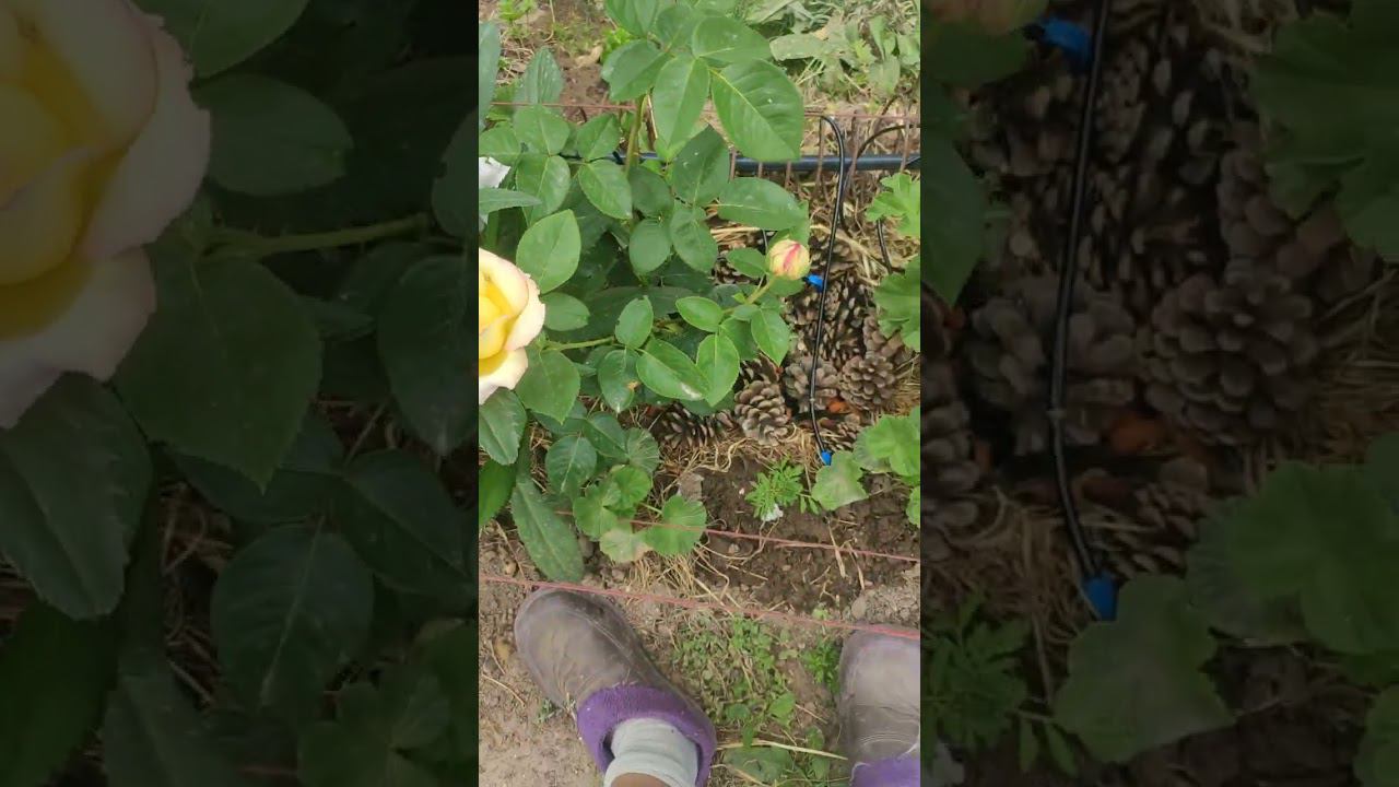 мои розы.23.05.2023г