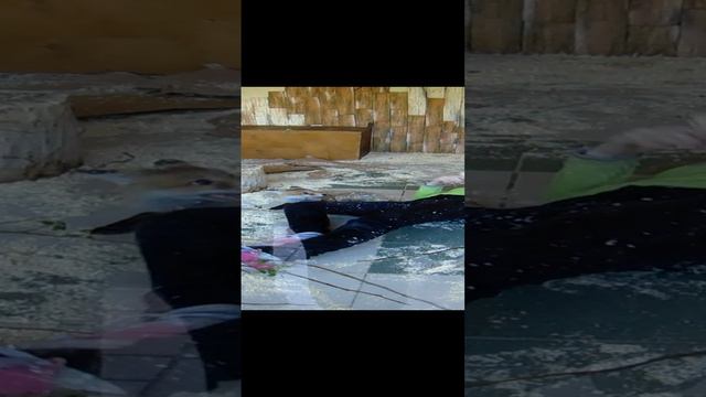 Добрый человек и добрый зверь