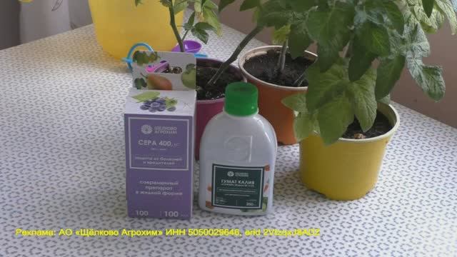 Защищаем рассаду томатов без вреда культуре