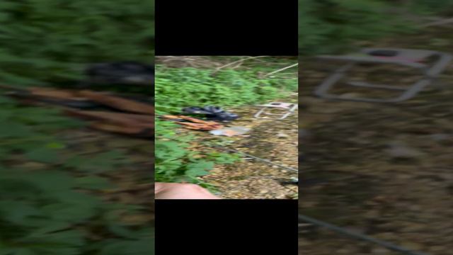 Вокруг тишина и вот он красавец