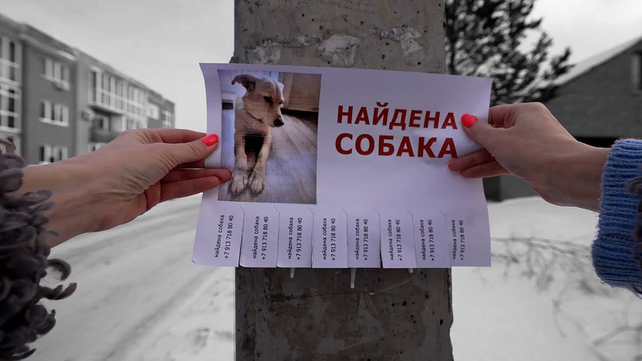 "Найдена собака".Игровой короткометражный фильм.