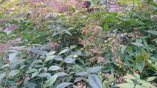 Нандина домашняя (Himmelsk bambus, Nandina domestica) в ботаническом саду Орхус, Дания. 15 дек. 2021