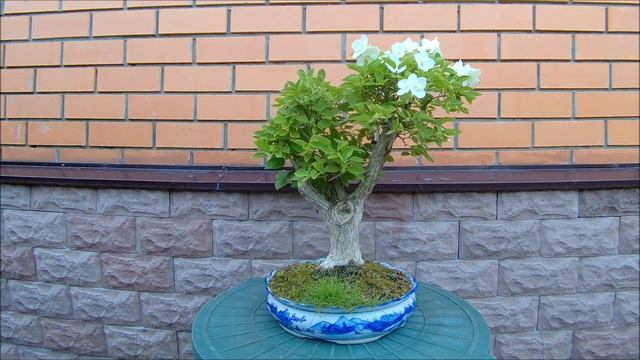 Бонсай чубушник цветение лето 2024 год