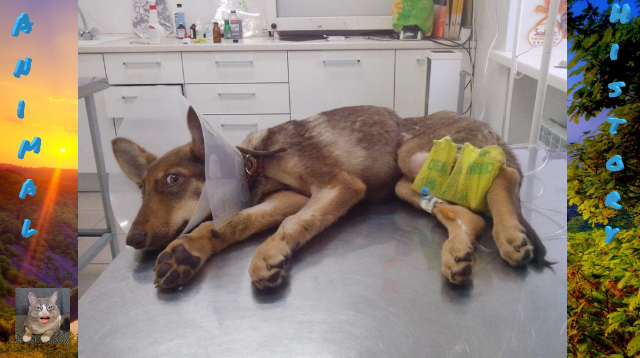 Его предлагали усыпить