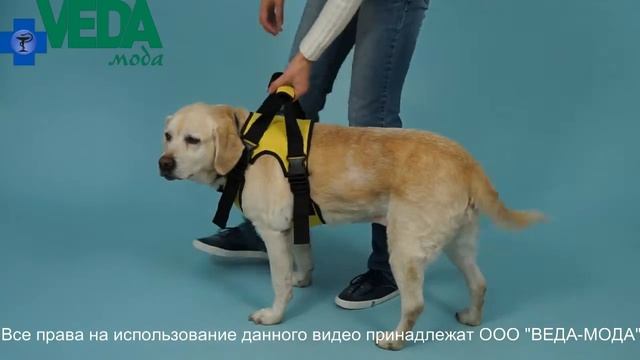 Предметы реабилитации, как надевать переднюю поддержку на собаку