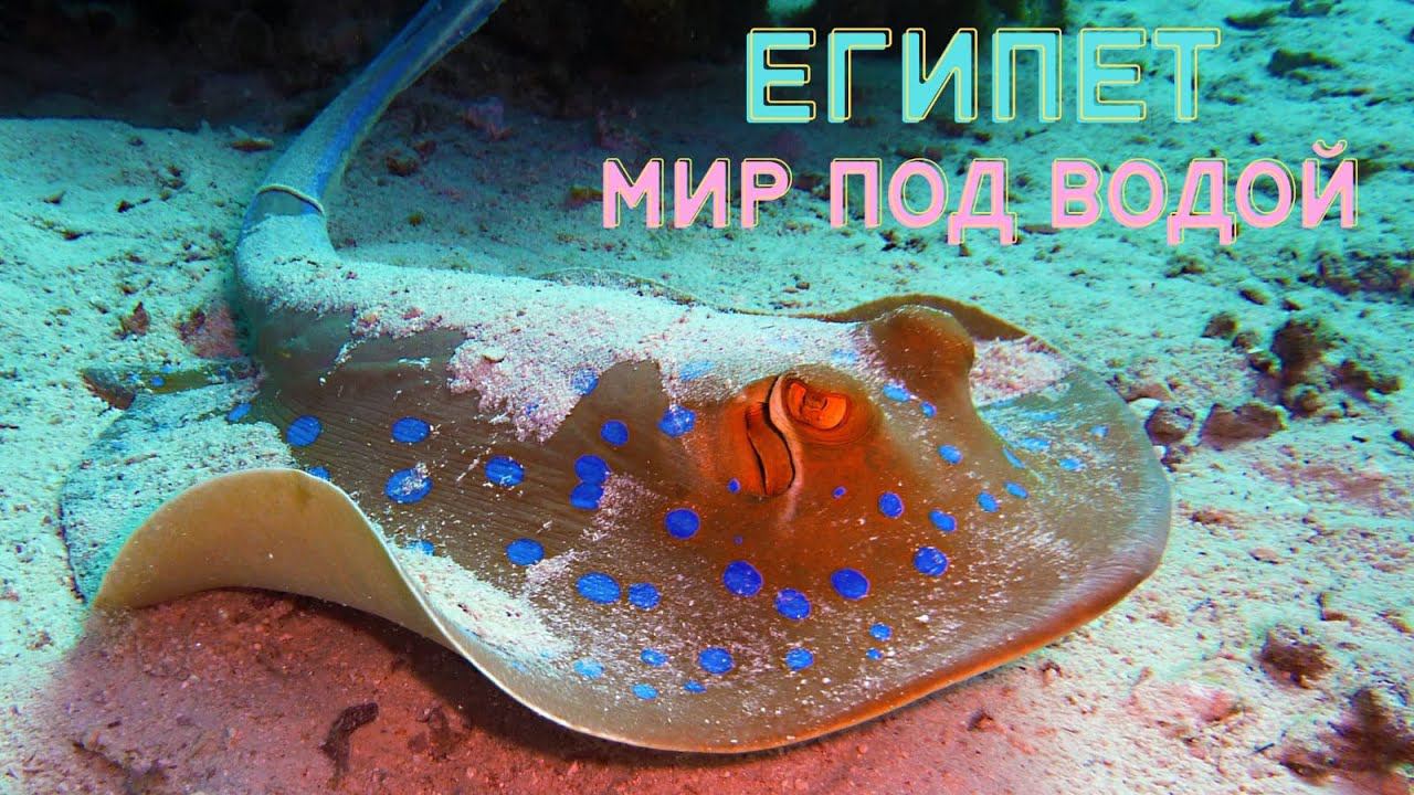 Египет  Красное море  Подводный мир  Риф Рас Кати