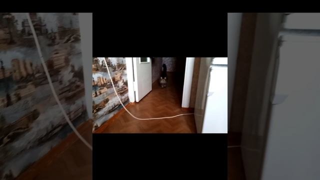 Лунная походка от котэ ?