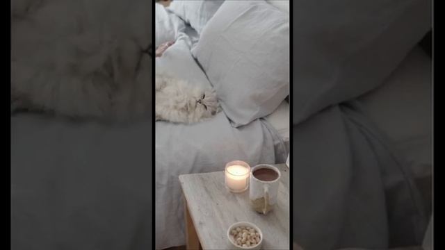 funny cats 34 #shorts