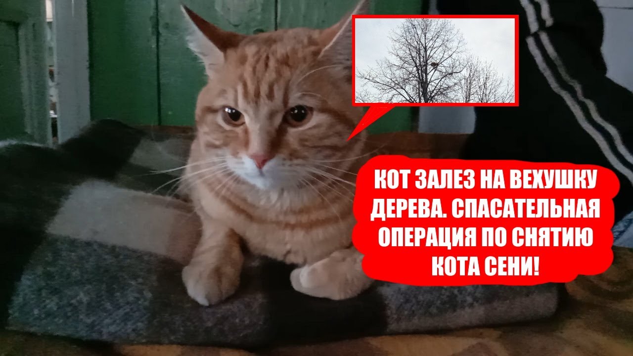 КОТ ПРОСИДЕЛ 3 ДНЯ НА ДЕРЕВЕ, И НЕ МОЖЕТ СЛЕЗТЬ САМ - операция по спасению кота Симбы (он же Сема)