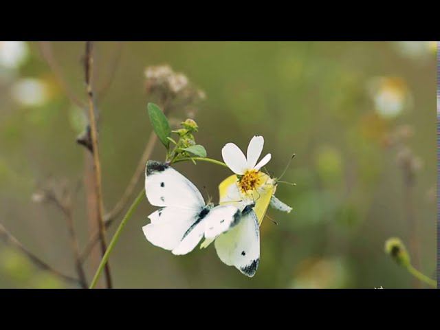 Толстой А  К - Во дни минувшие бывало... (чит. Евгений Пацино)