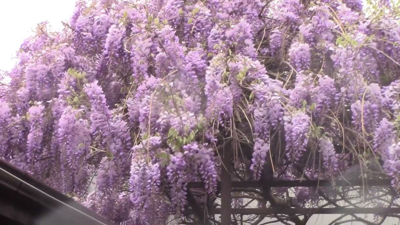 Глициния в дождь.