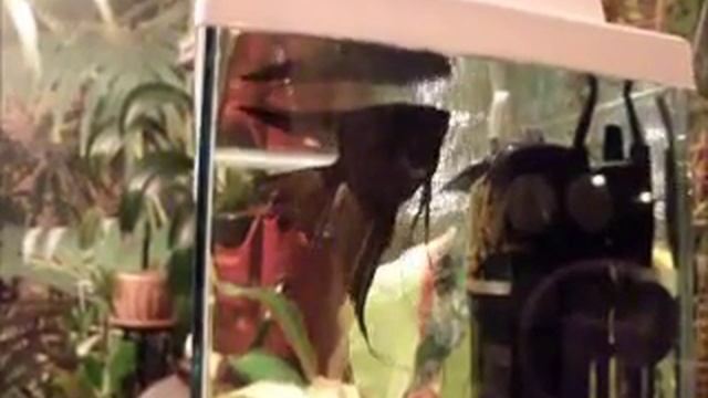 Скалярии - заботливые родители