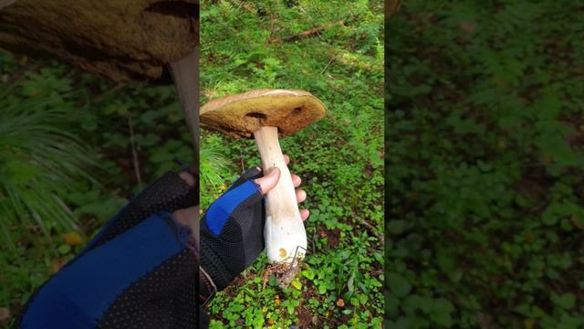 Грибы 2024 года-2. Гигантские белые.