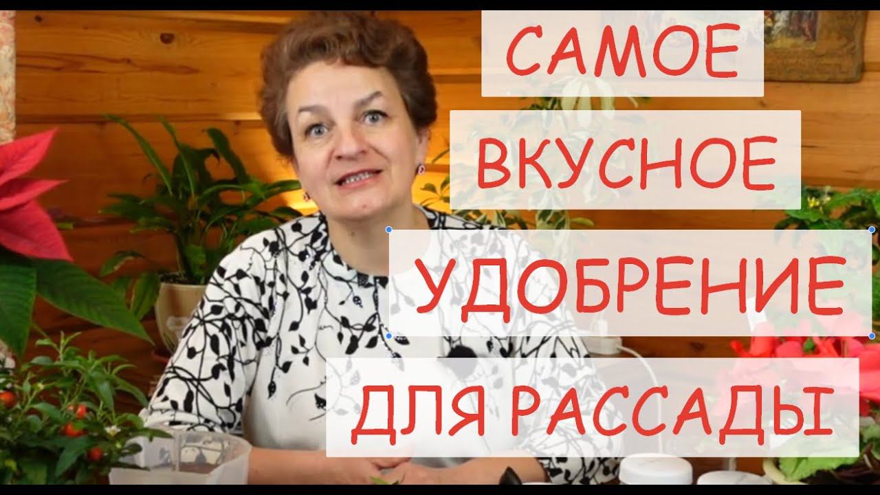 ПОДКОРМКА РАССАДЫ ДЛЯ РОСТА и ТОЛЩИНЫ. УДОБРЕНИЕ ПРОСТО  БУМ!