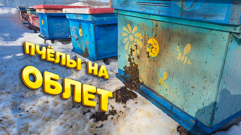 Пчелы идут на облет