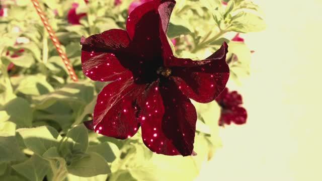 Рассада_Сезон_2023