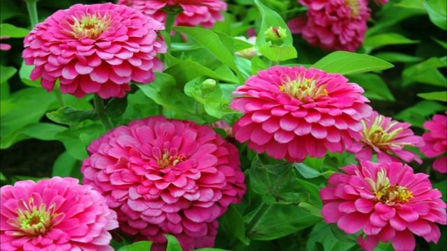 Изящная цинния