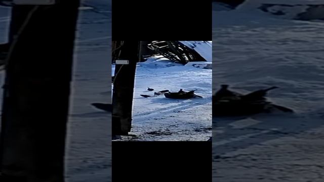 Воробьи воруют собачью еду?