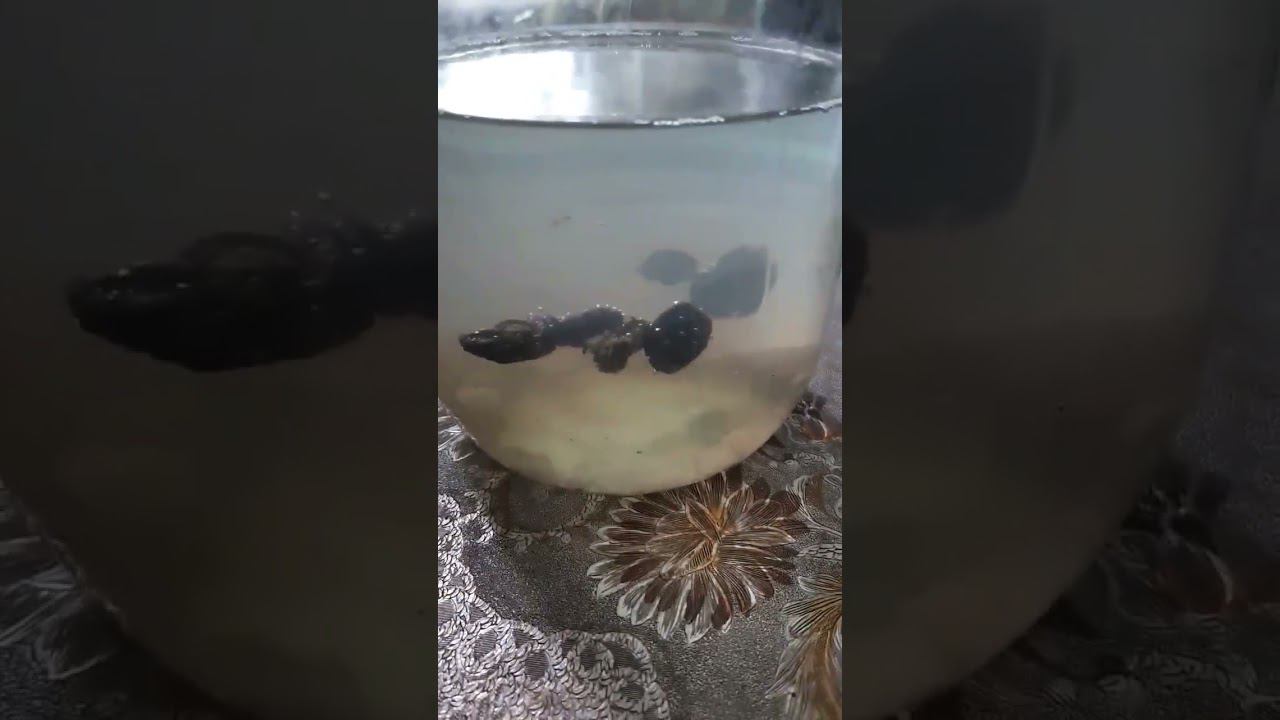 Индийский морской рис с ОЗОНа