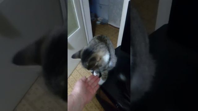 Дай лапу пушистый друг. И ты и ты и ты и ты и ты ))))). #cat.